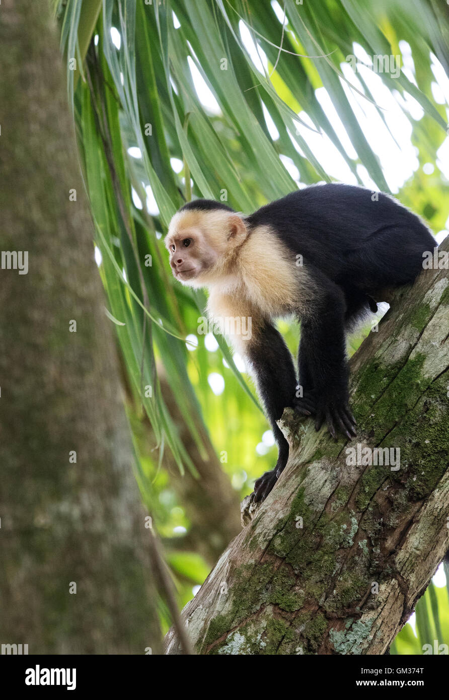 White faced capuchin monkey, ( Cebus capucinus ), Manuel Antonio ...
