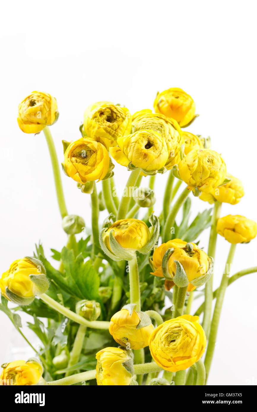 Yellowcup hi-res stock photography and images - Alamy