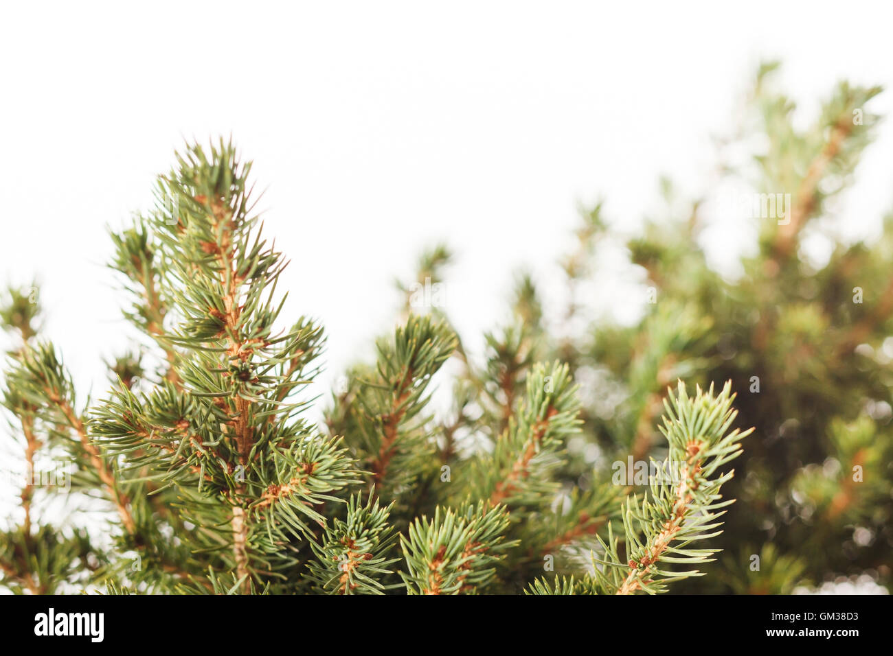 fir-tree isolated on white Stock Photo - Alamy