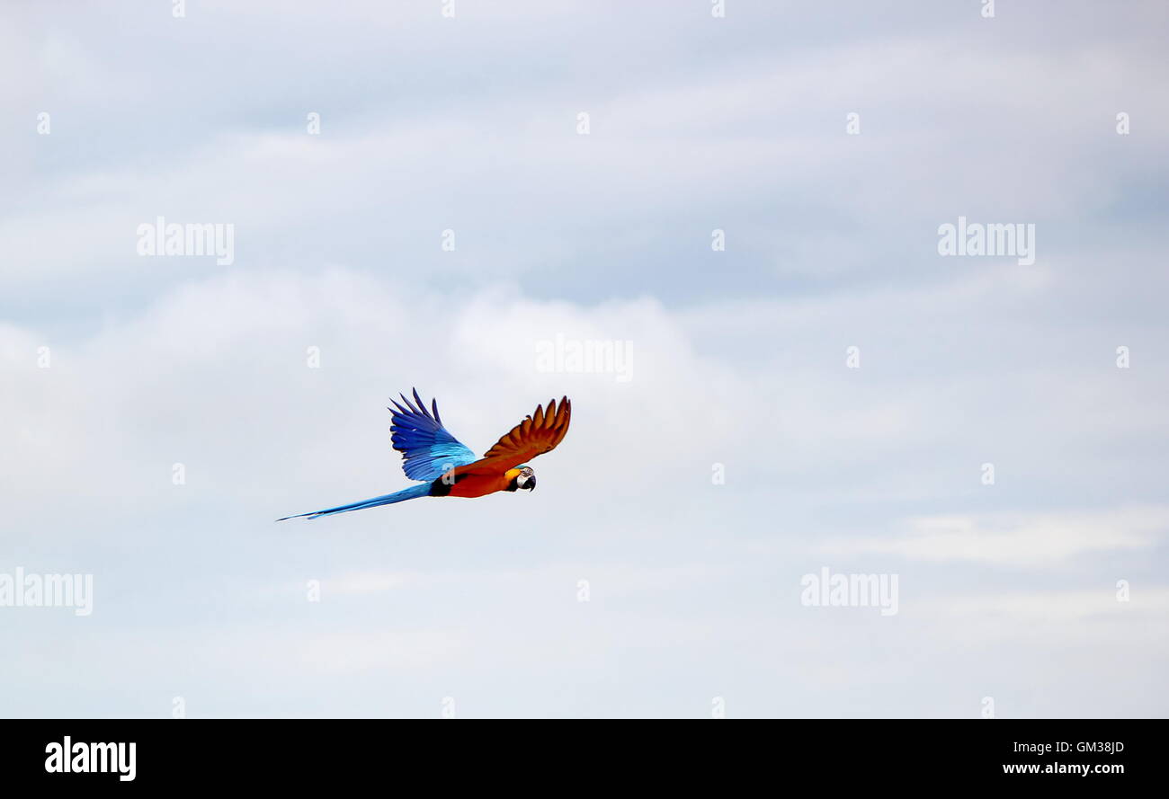 Ara macaw flying Stock Photo - Alamy