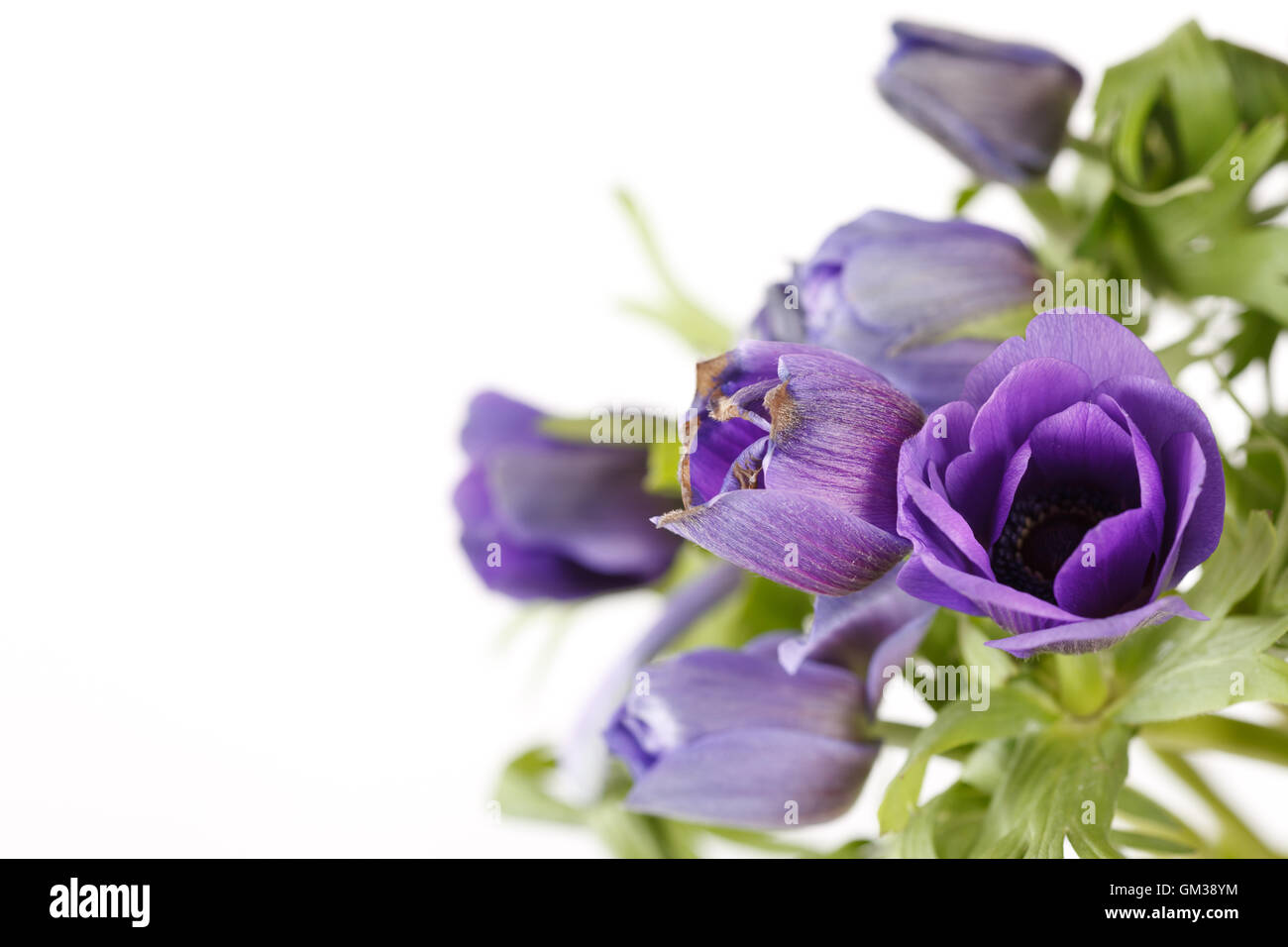 Purple prairie violet hi-res stock photography and images - Alamy