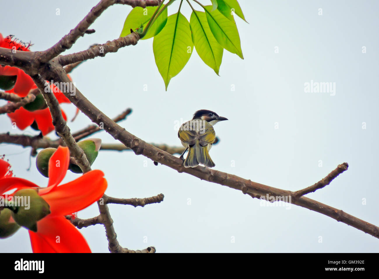 The Kapok and birds Stock Photo - Alamy