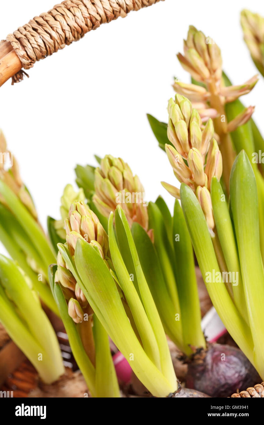 A young hyacinths Stock Photo - Alamy