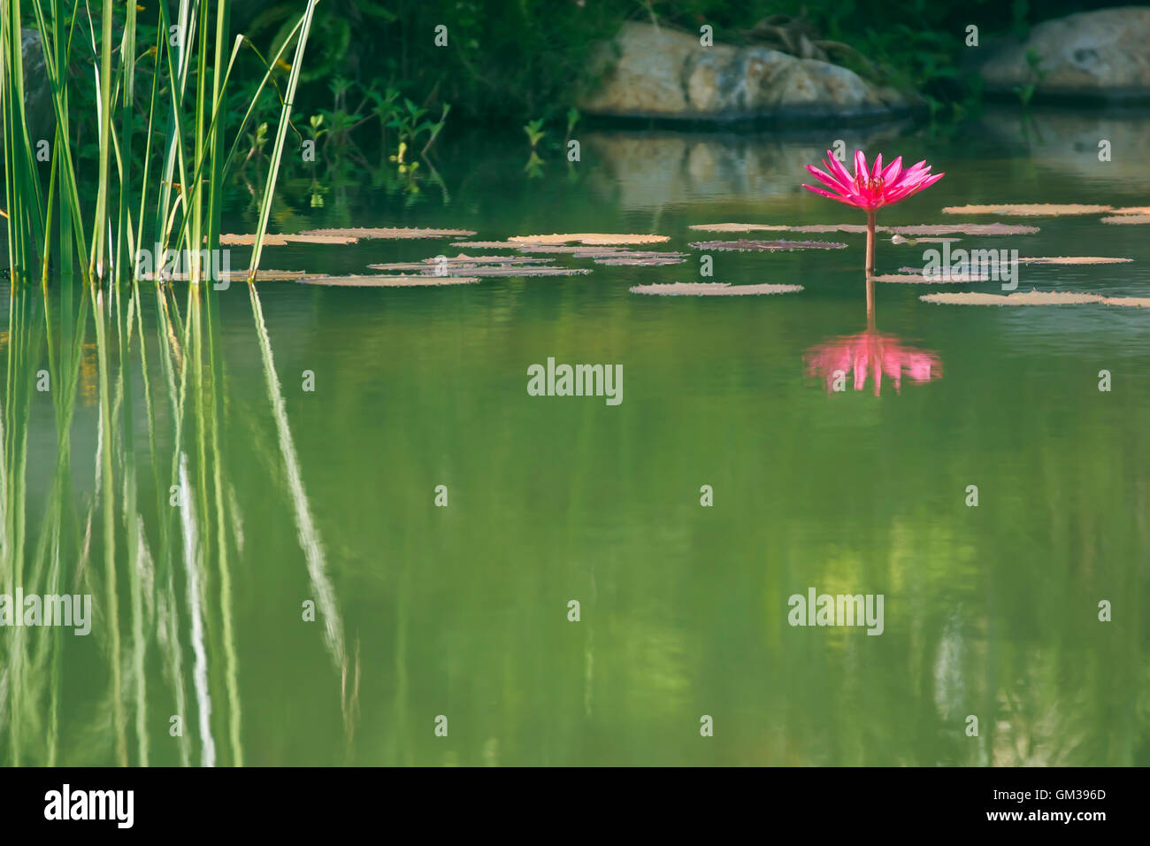 Courtyard landscape of modern residential building Stock Photo - Alamy