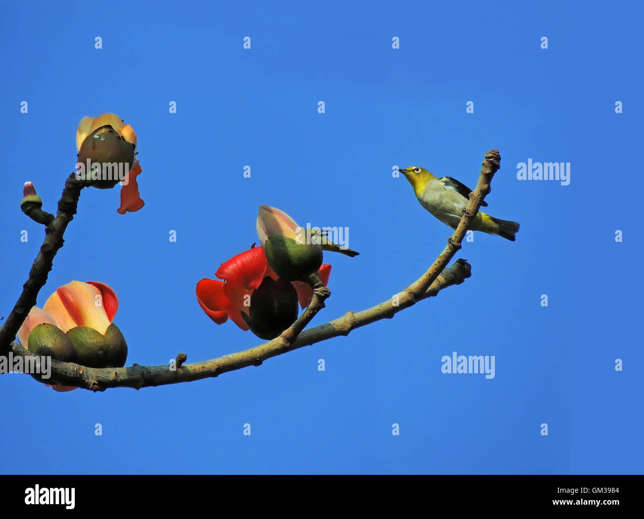 The Kapok and birds Stock Photo - Alamy