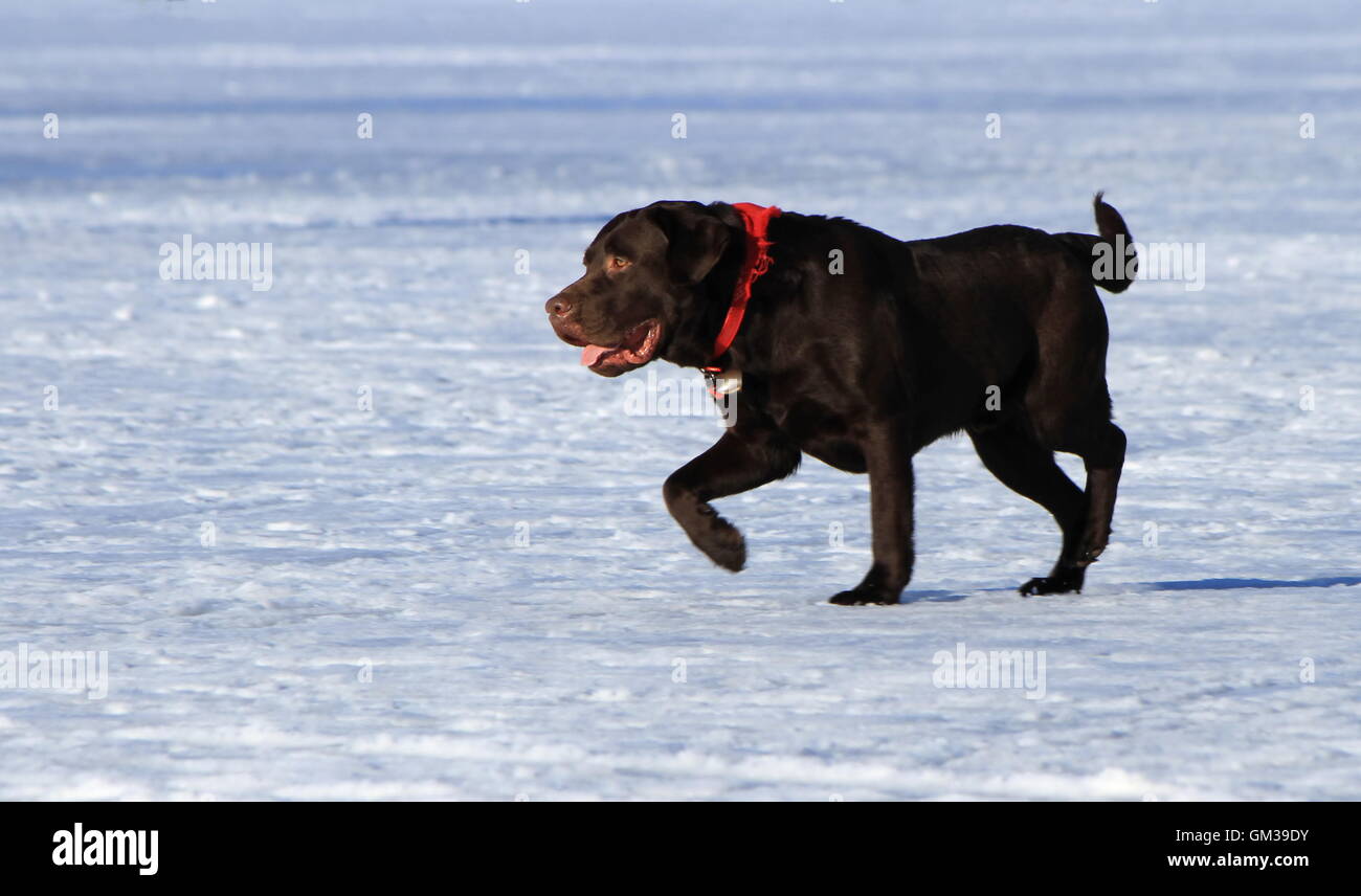 Black lab ice hi-res stock photography and images - Alamy