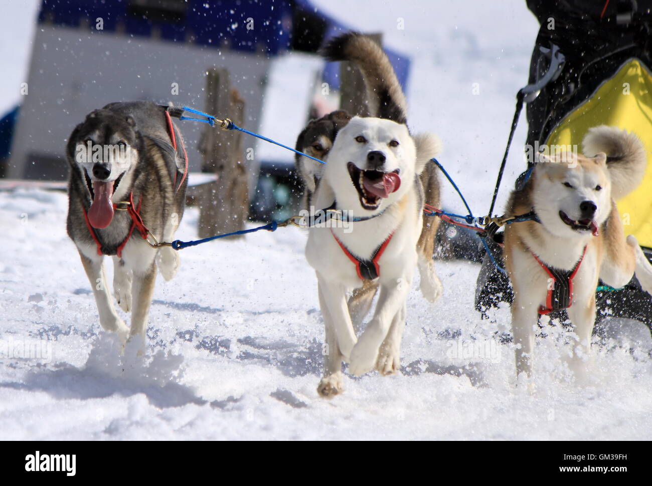A husky sled dog team at work Stock Photo - Alamy