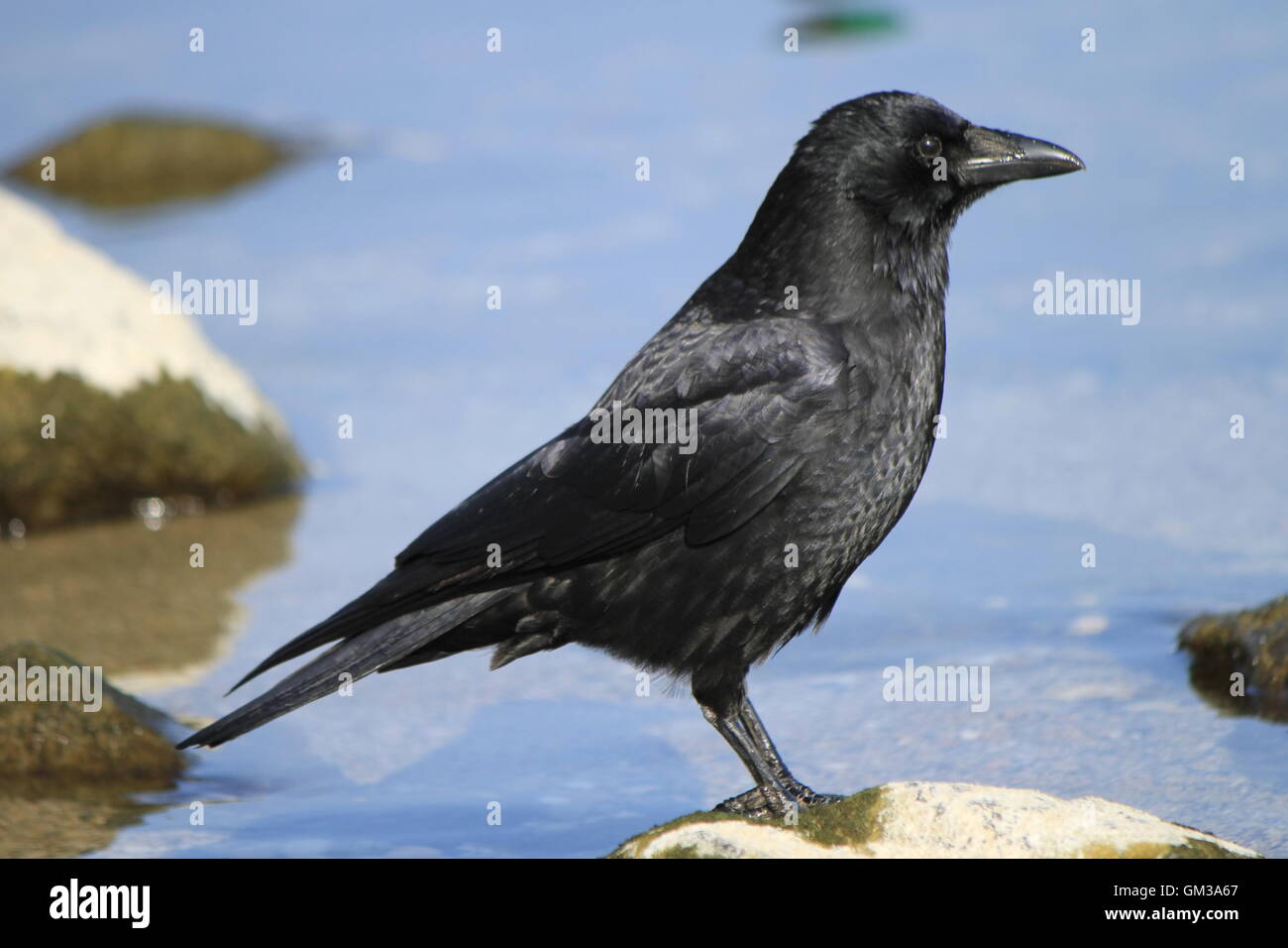 Curved crow beak hi-res stock photography and images - Alamy