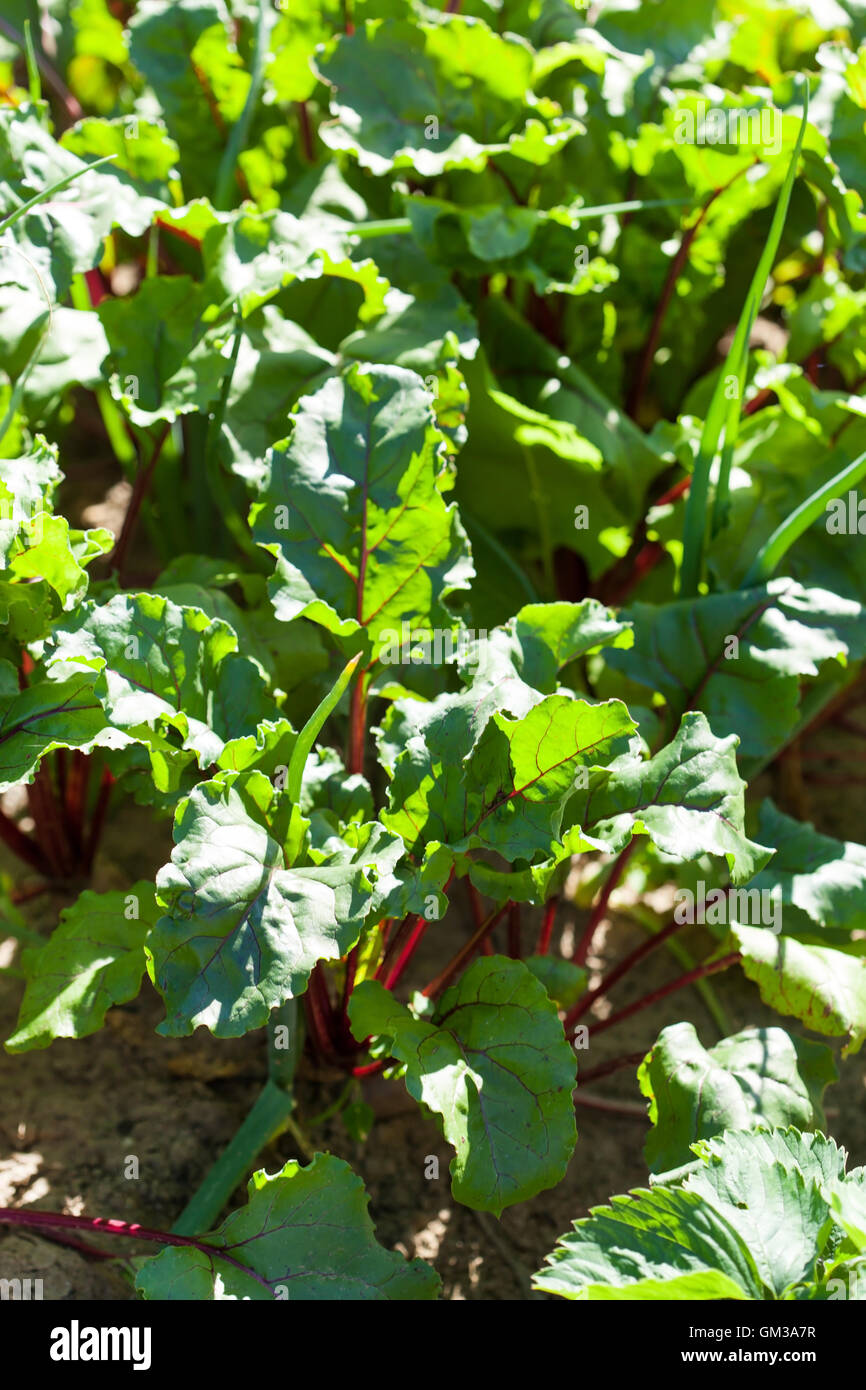 mangold in the garden Stock Photo - Alamy