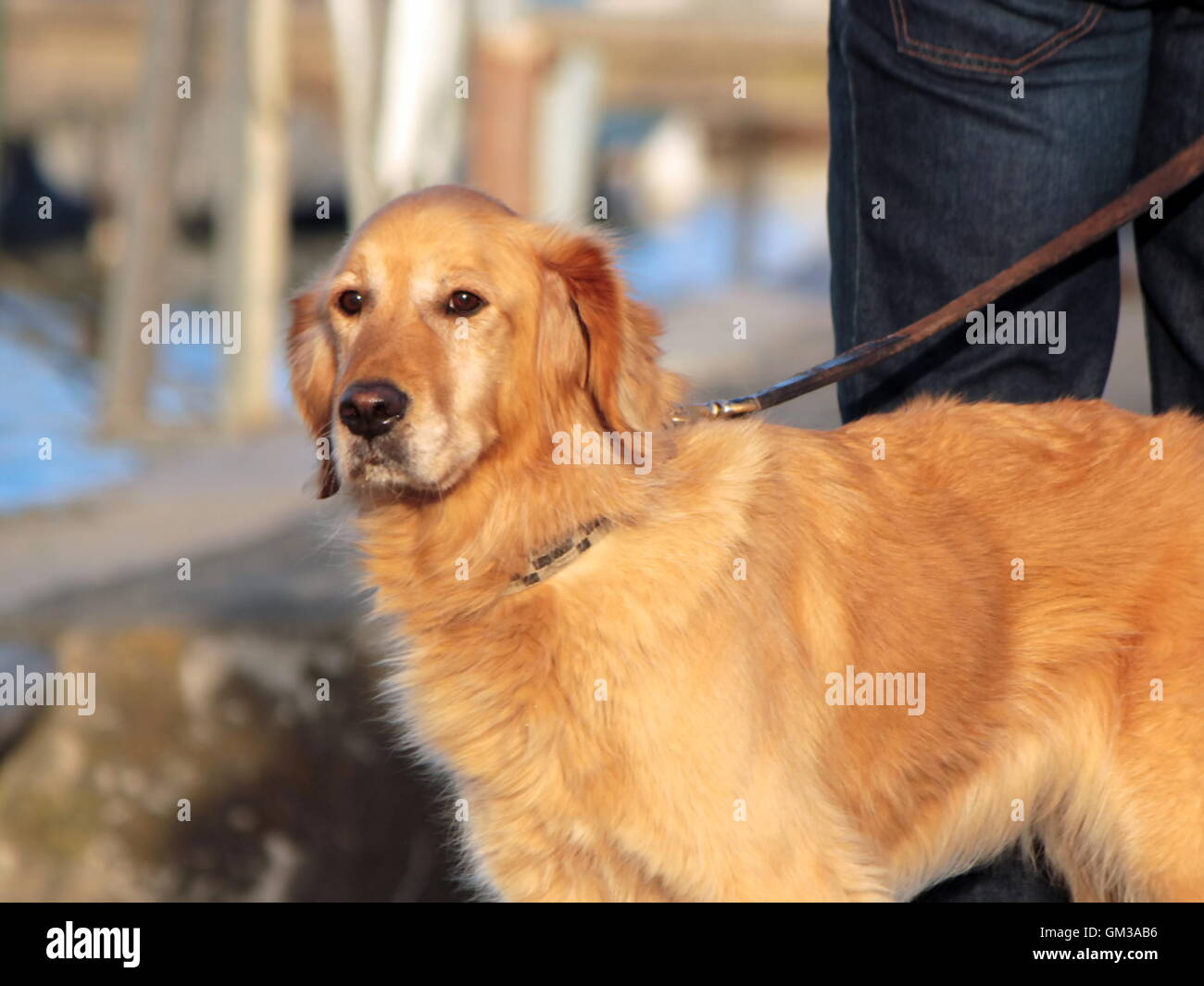 Dog labrador retriever adult yellow standing hi-res stock photography ...