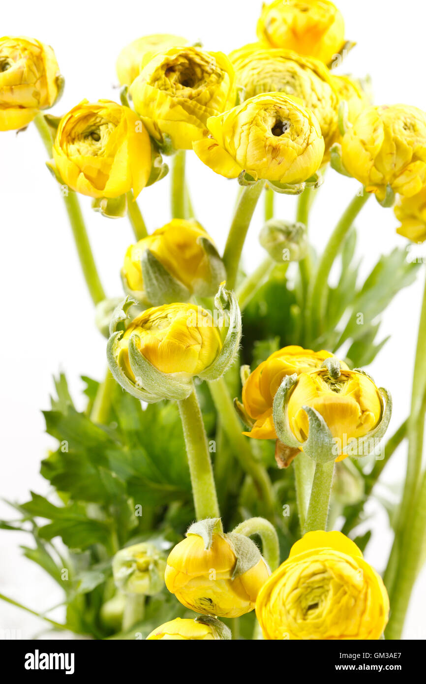 Yellowcup hi-res stock photography and images - Alamy