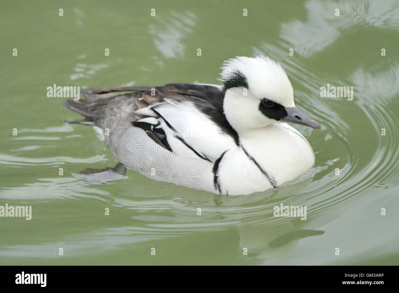 Male duck smew Stock Photo - Alamy