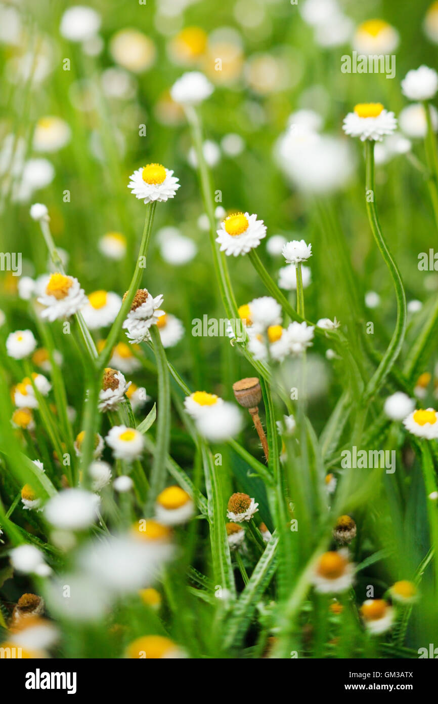 field of daisy Stock Photo - Alamy
