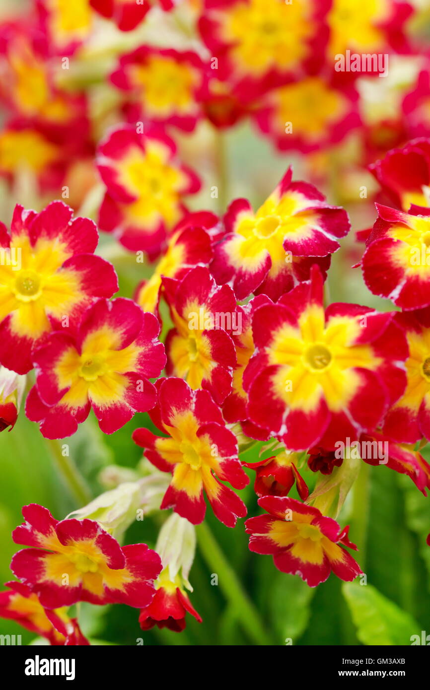 Primula sepal hi-res stock photography and images - Alamy