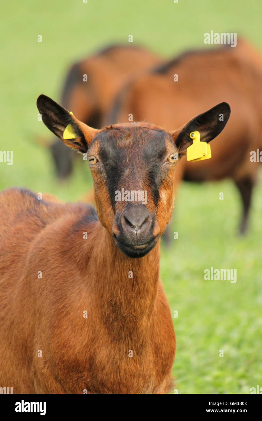 Portrait of a goat Stock Photo - Alamy