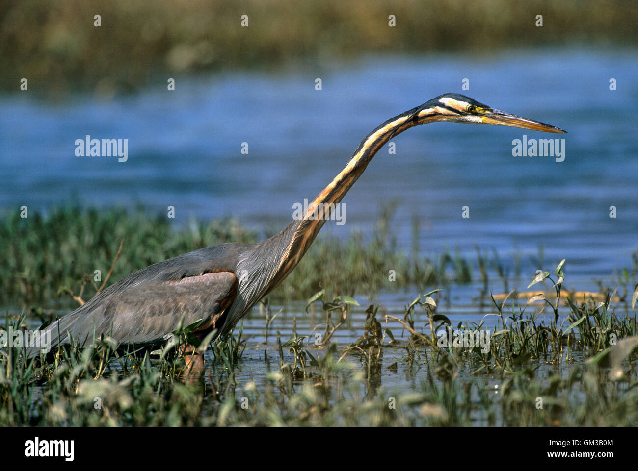 Predatory wetland bird hi-res stock photography and images - Alamy