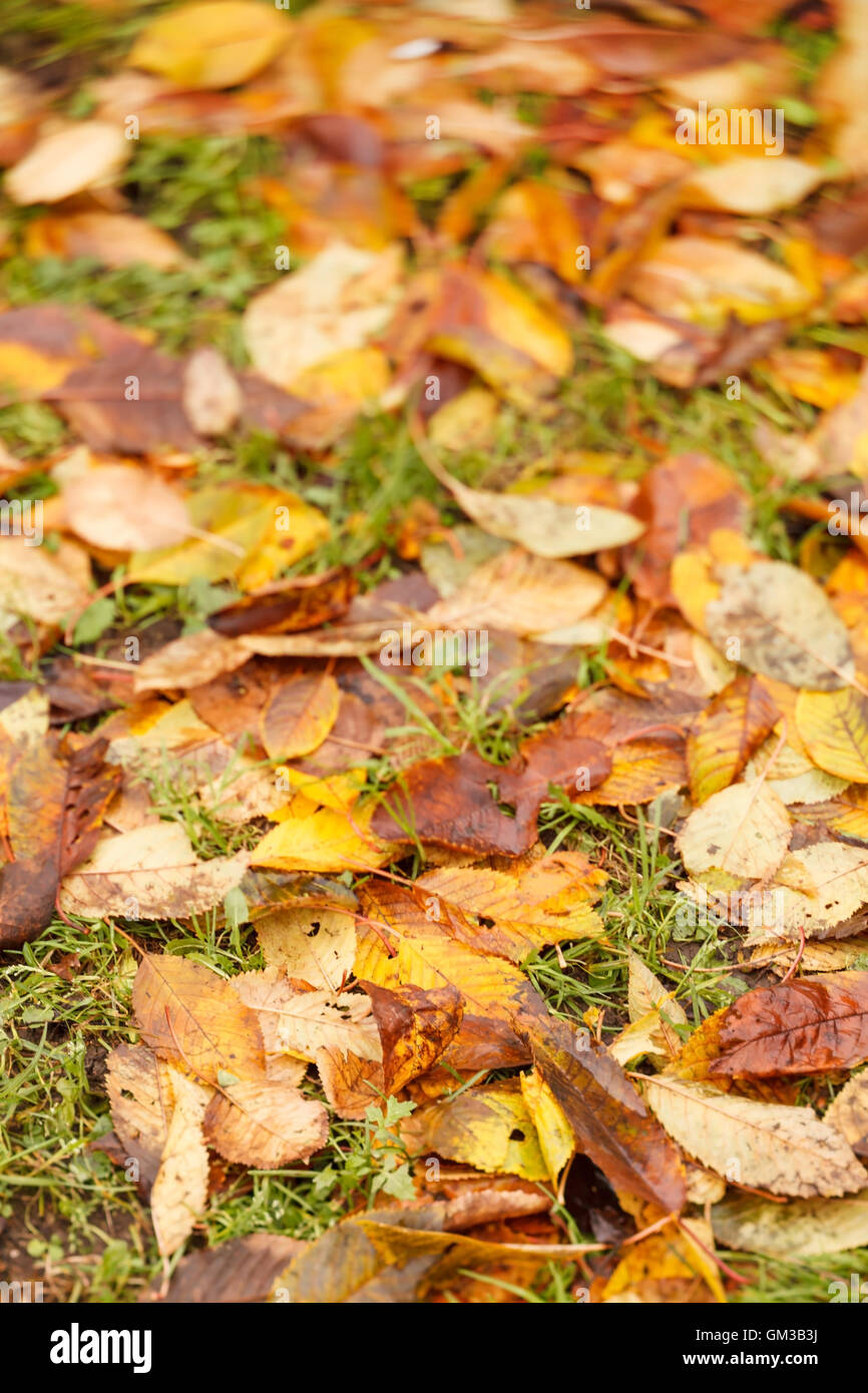 autumn leaves on ground for background Stock Photo - Alamy