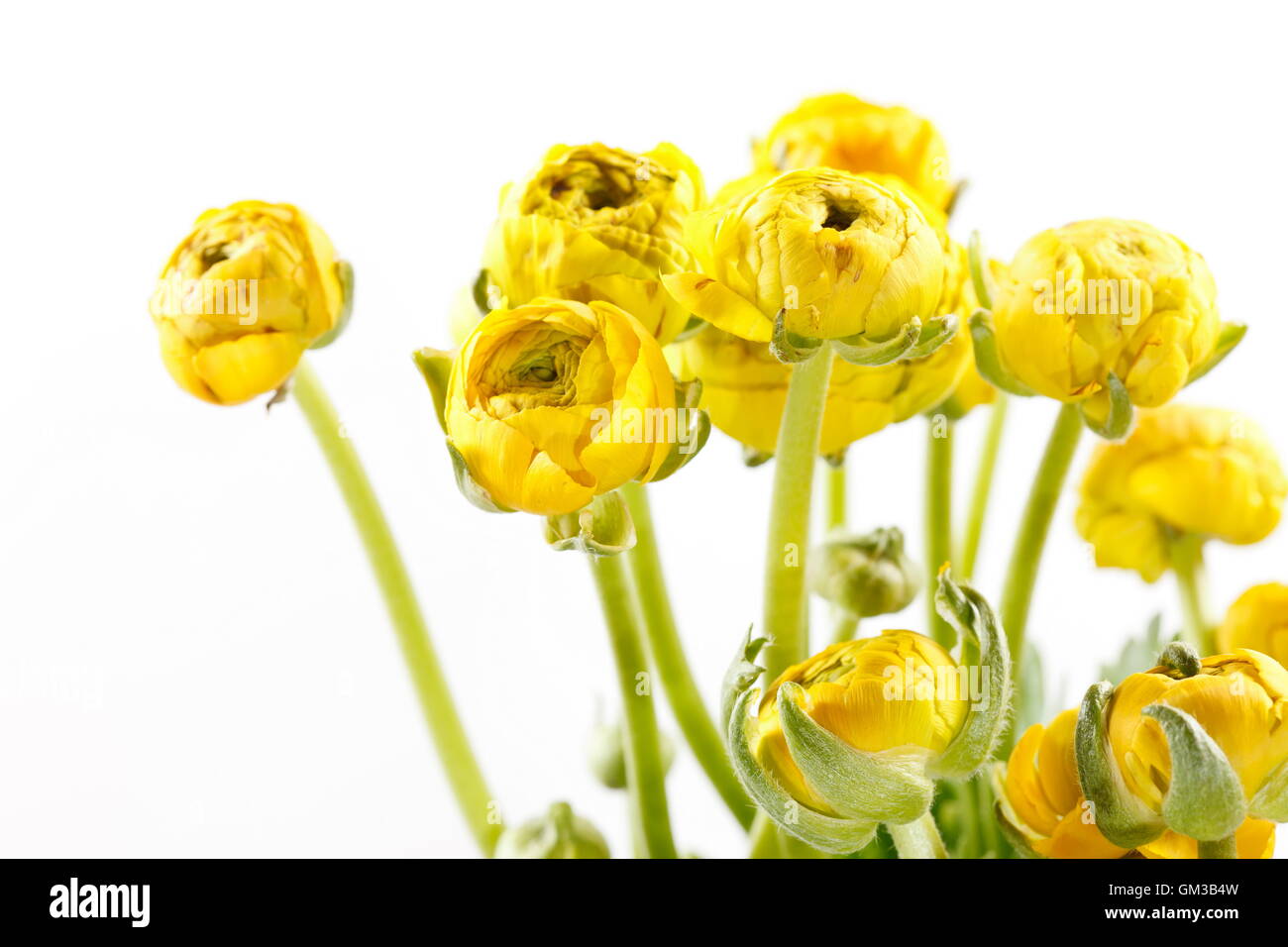 Yellowcup hi-res stock photography and images - Alamy