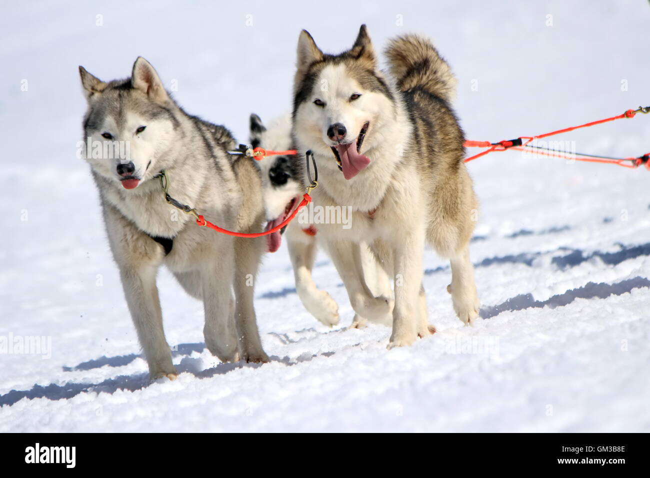 A husky sled dog team at work Stock Photo - Alamy