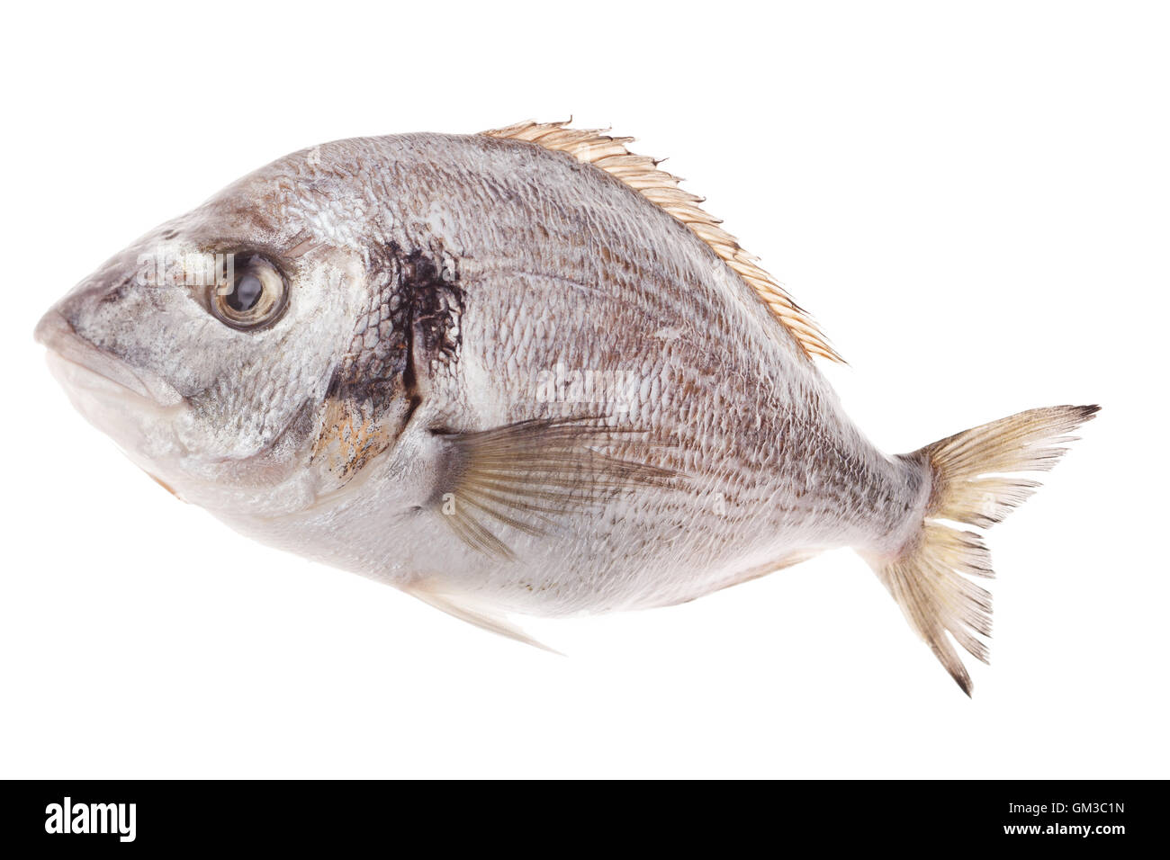 Dorado fish isolated on white background Stock Photo - Alamy