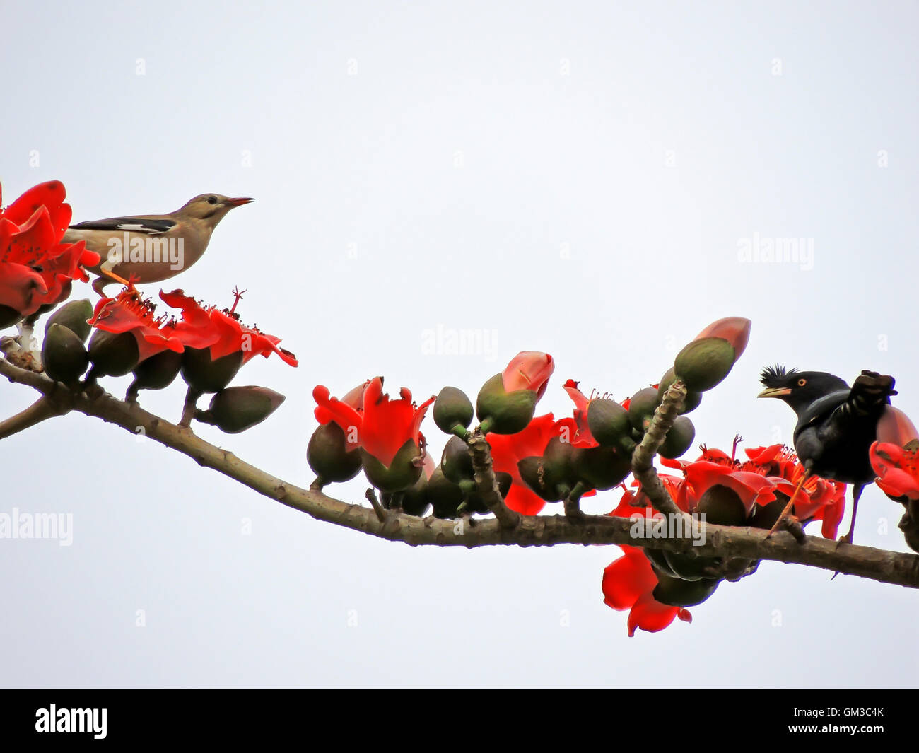 The Kapok and birds Stock Photo - Alamy