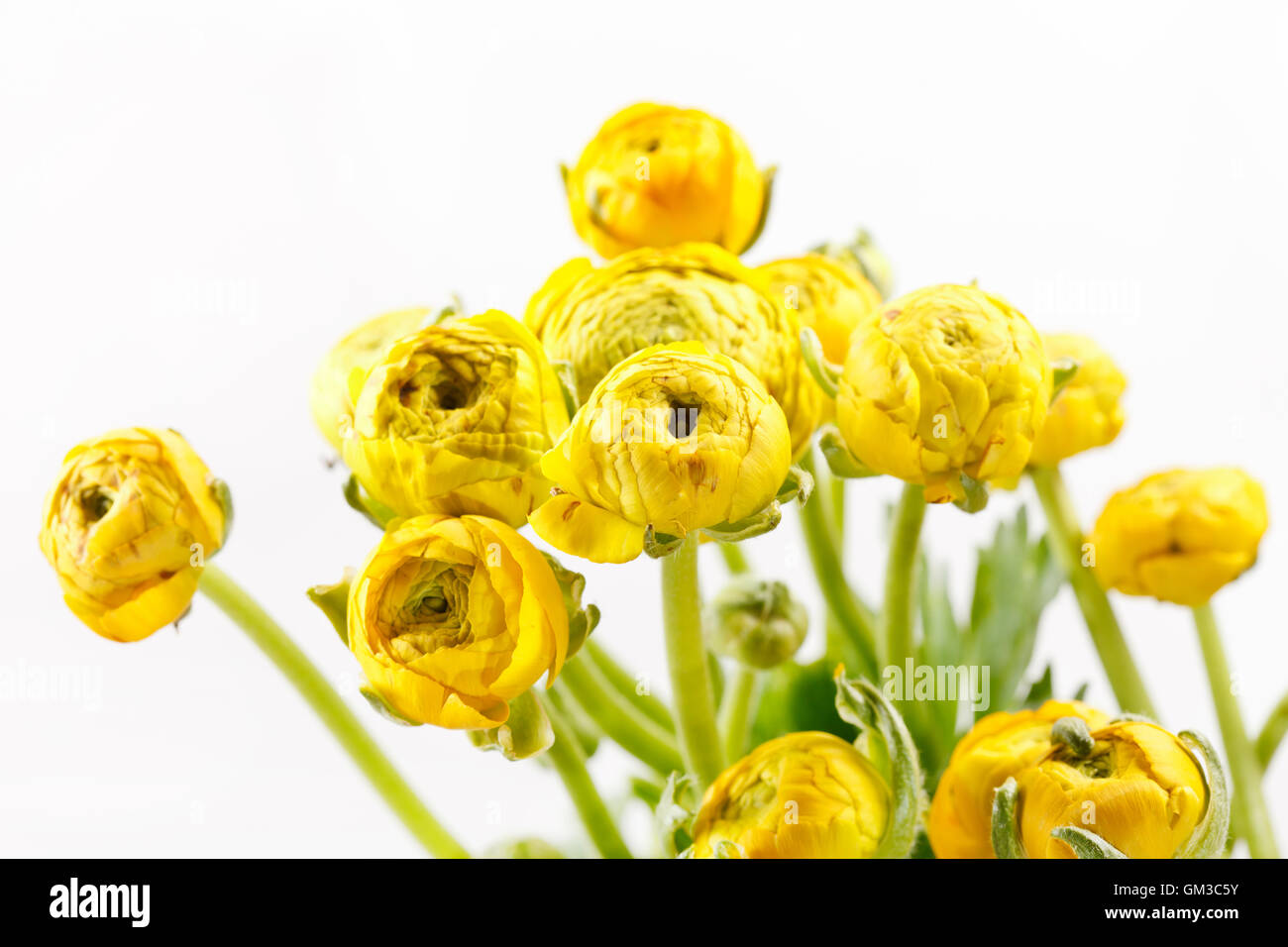 Yellowcup hi-res stock photography and images - Alamy