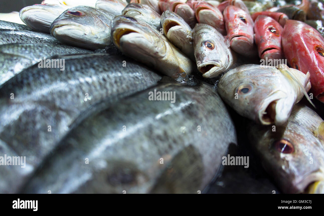Group of dead fishes hi-res stock photography and images - Alamy