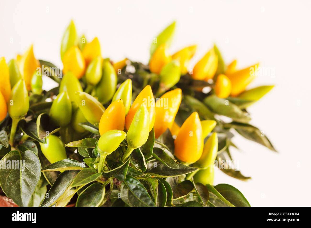 small yellow peppers Stock Photo - Alamy