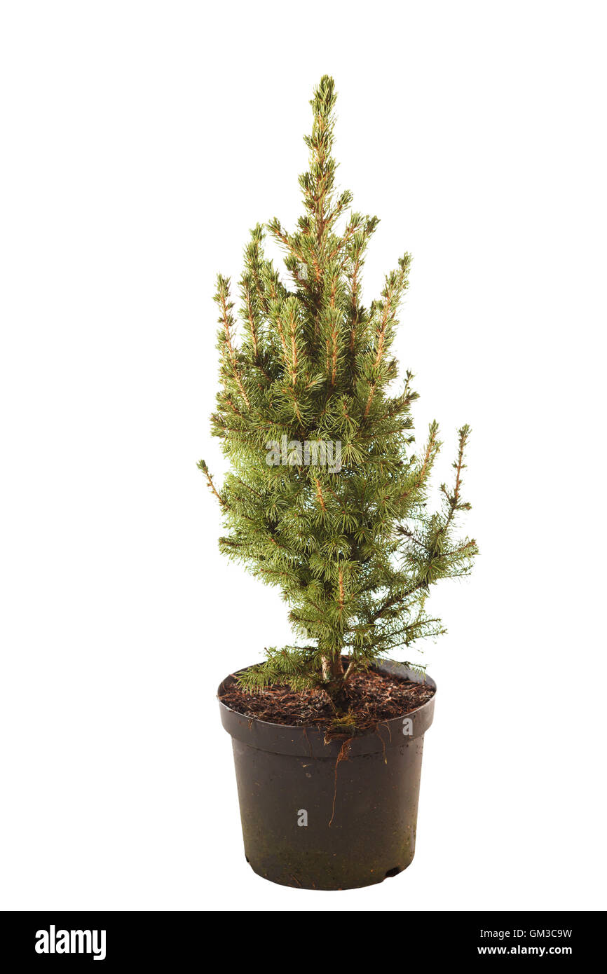 fir-tree isolated on white Stock Photo - Alamy
