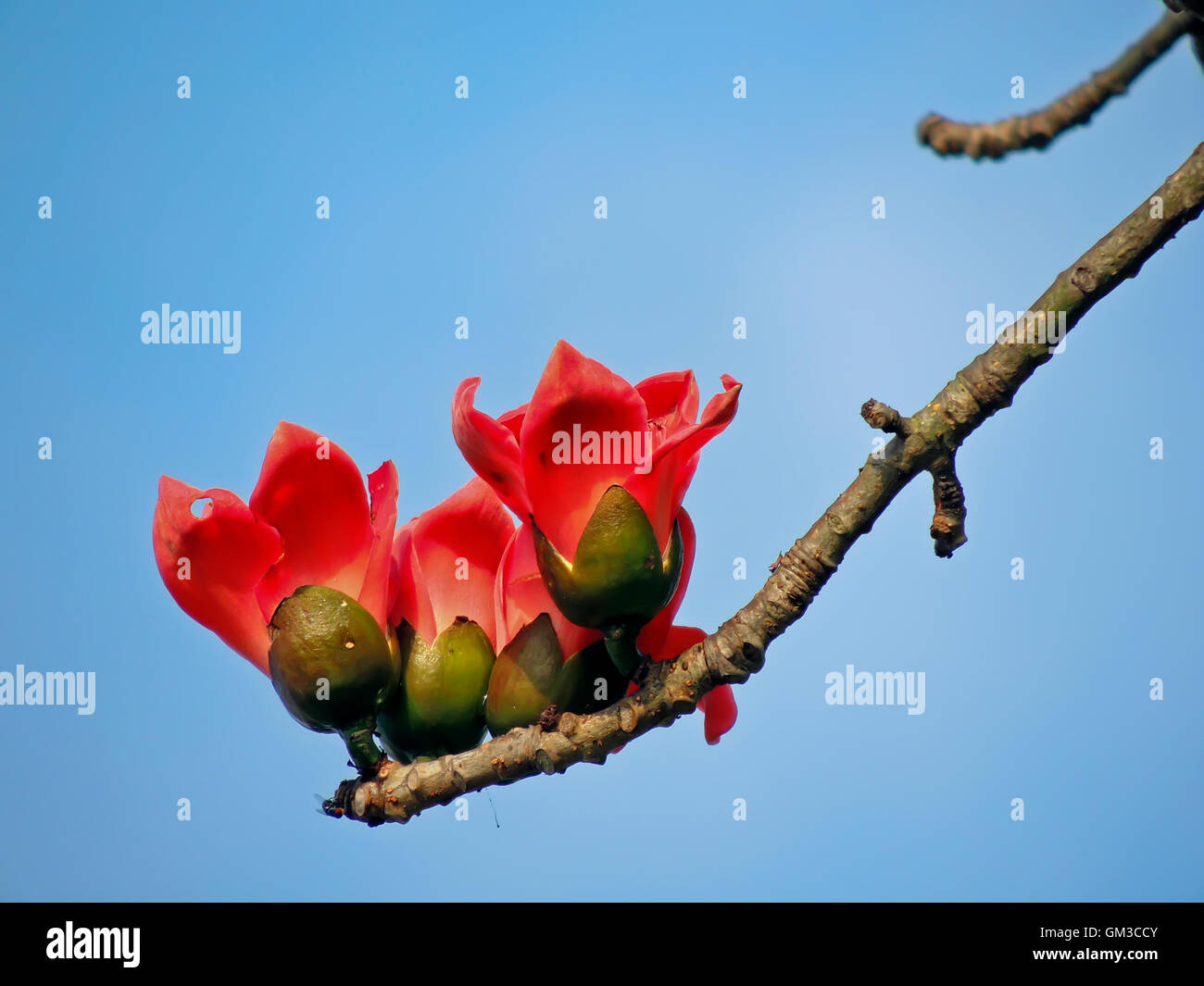 Kapok trees hi-res stock photography and images - Alamy