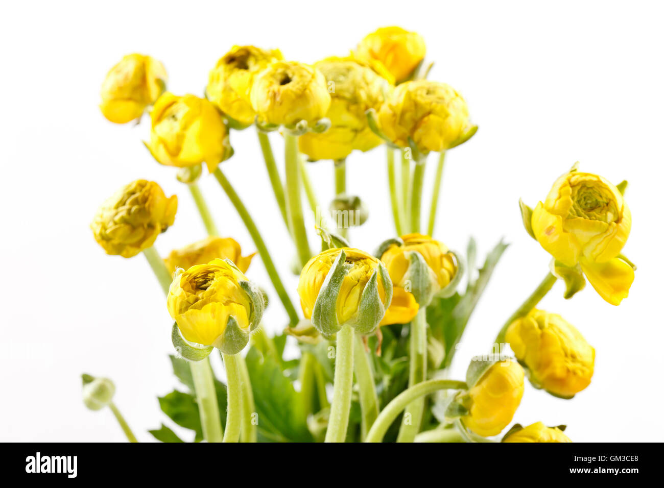 Yellowcup hi-res stock photography and images - Alamy