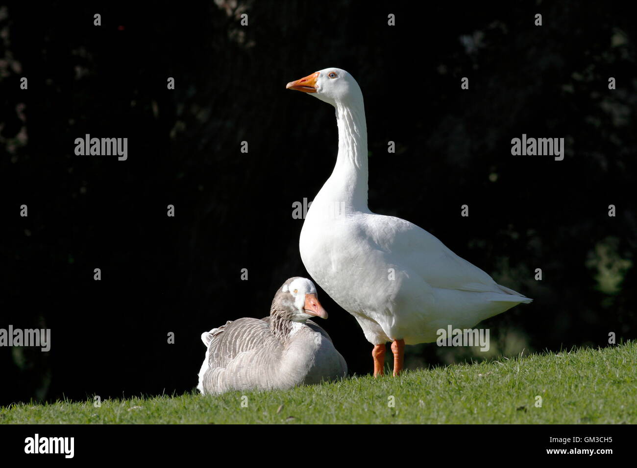 Geese pair at Western Springs, Auckland Stock Photo - Alamy