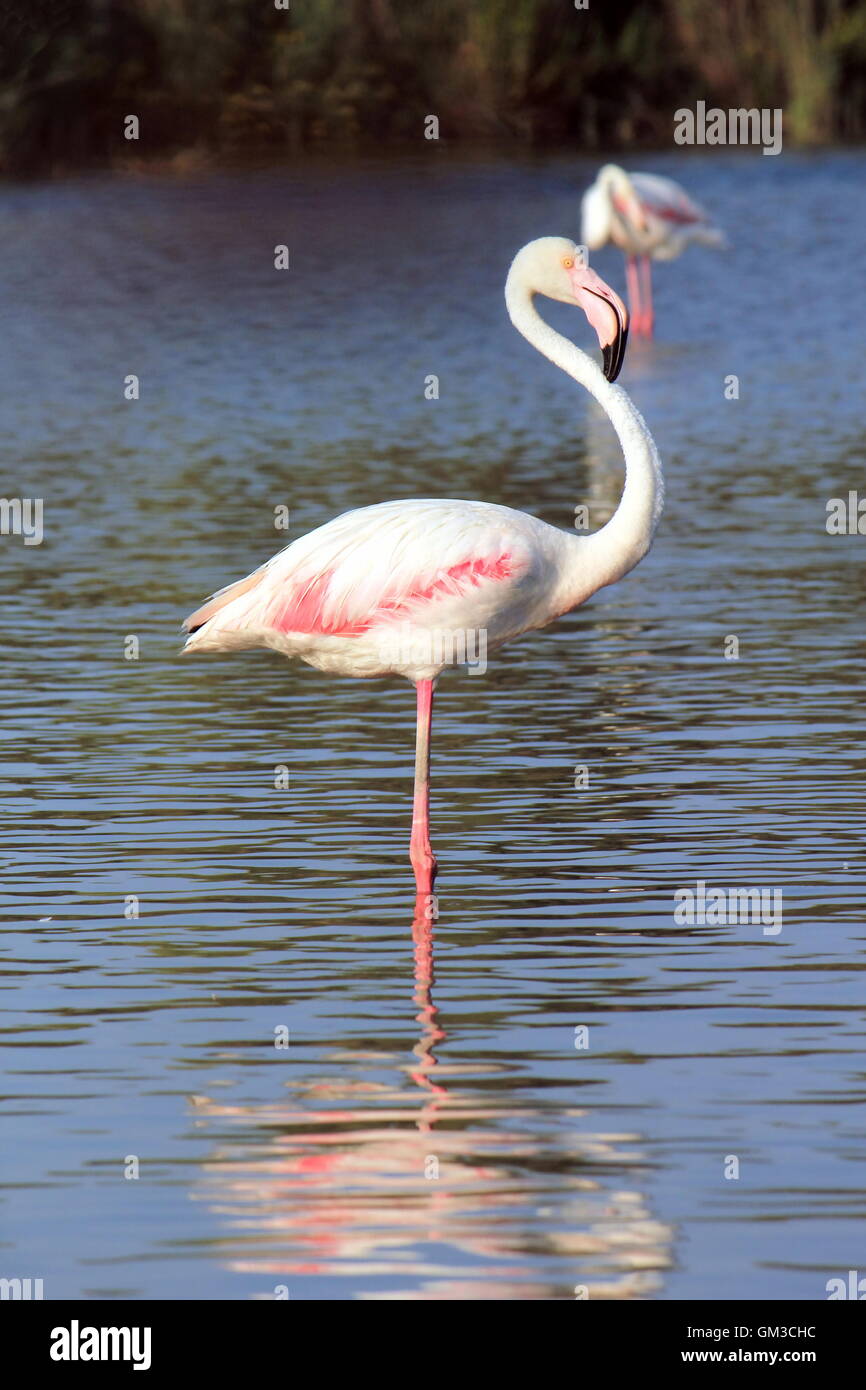 Strong leg bird hi-res stock photography and images - Alamy