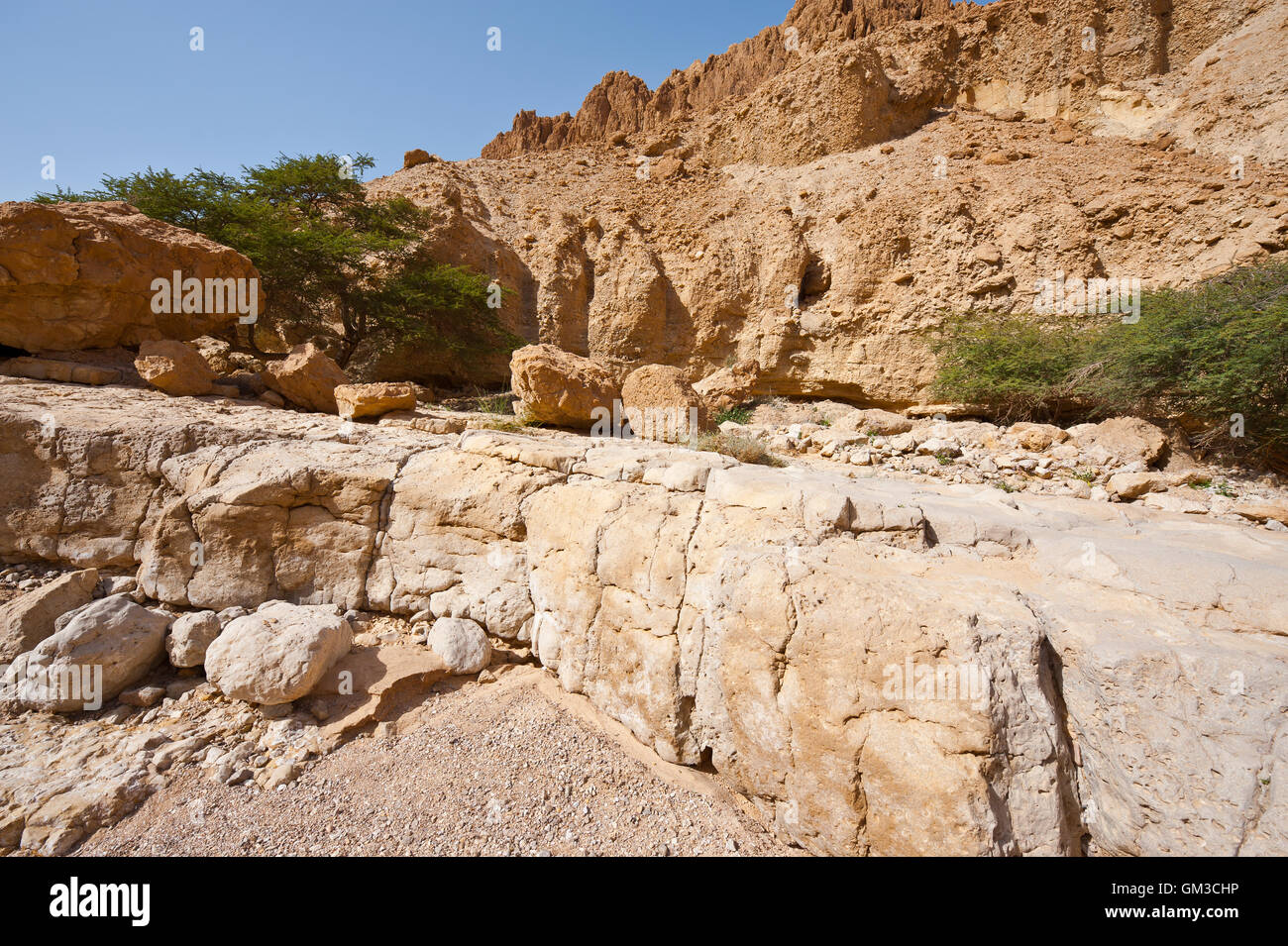 Spring in Desert Stock Photo - Alamy