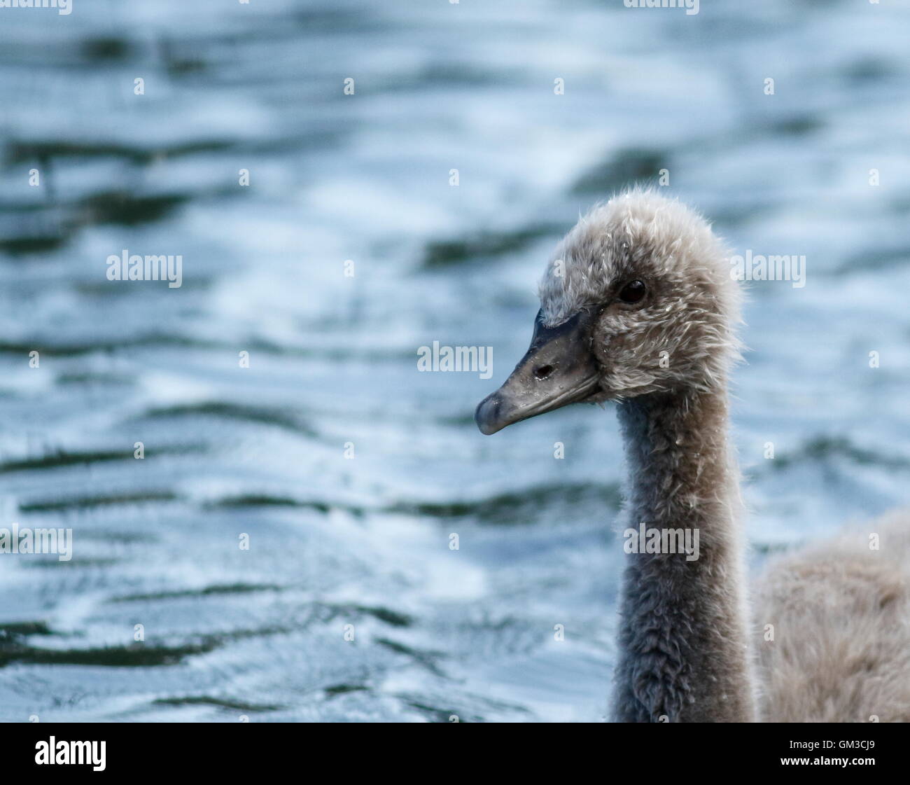 Garden bird bath water feature hi-res stock photography and images - Alamy