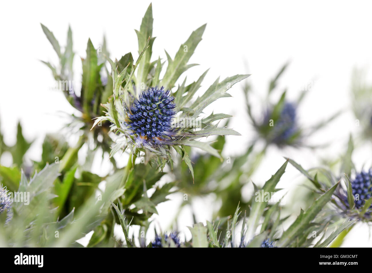 exotic sharp flowers Stock Photo - Alamy
