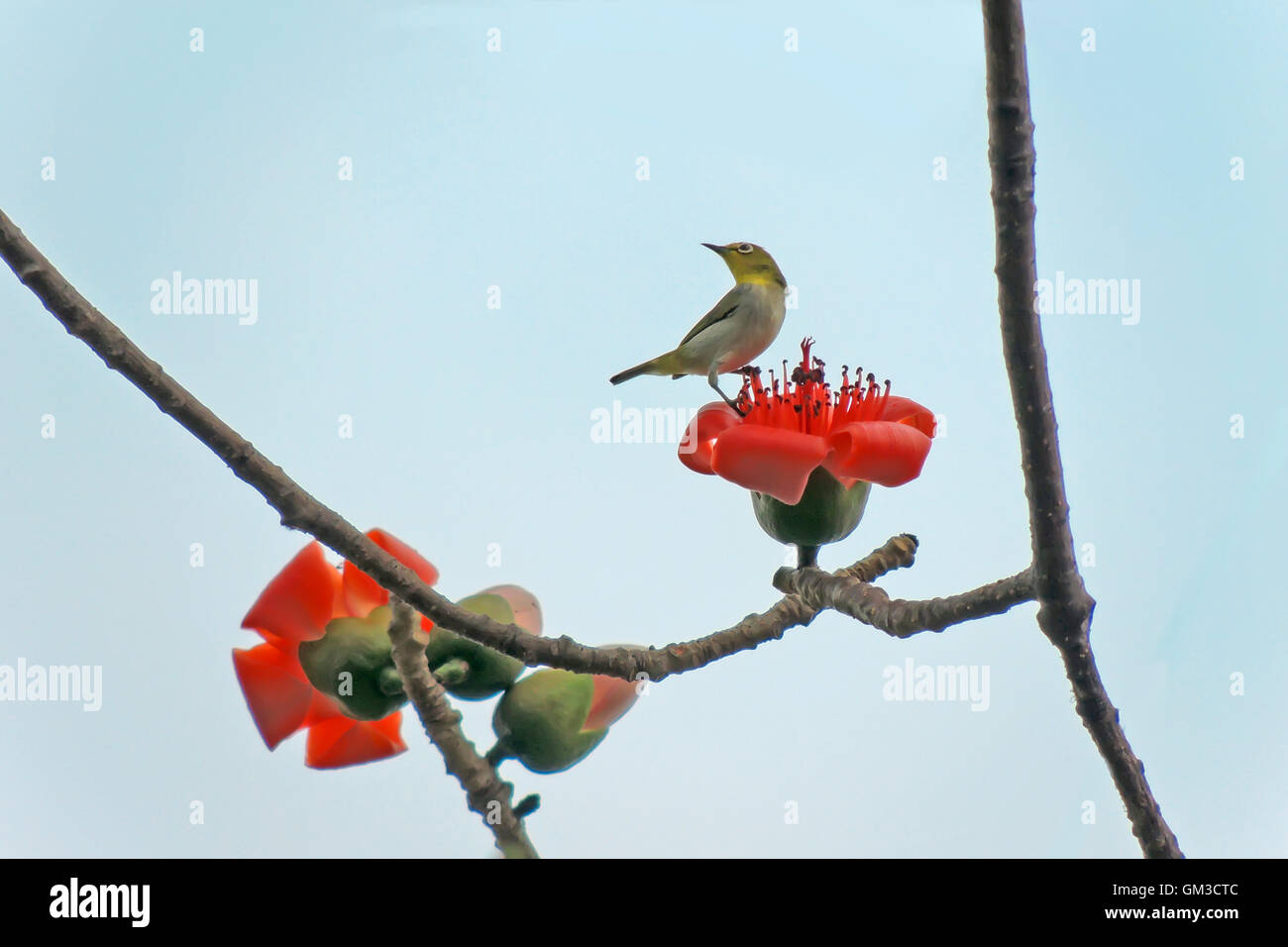The Kapok and birds Stock Photo - Alamy