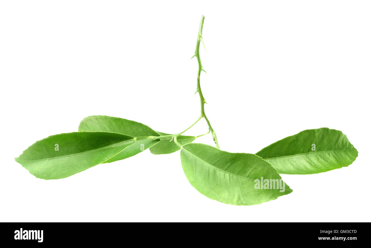 Green lime on tree Cut Out Stock Images & Pictures - Alamy