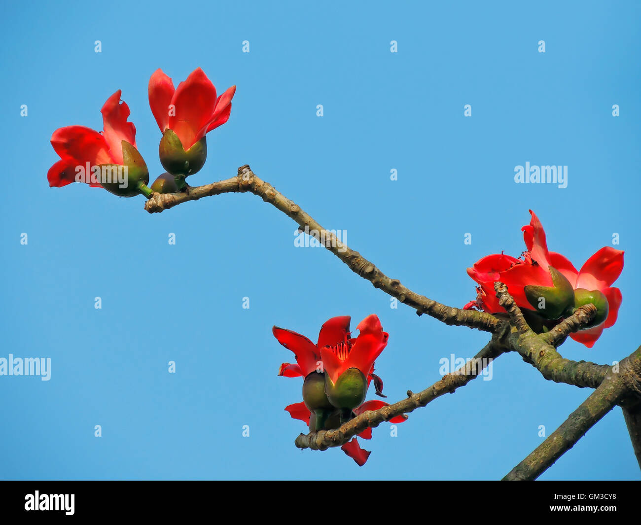 Kapok trees hi-res stock photography and images - Alamy