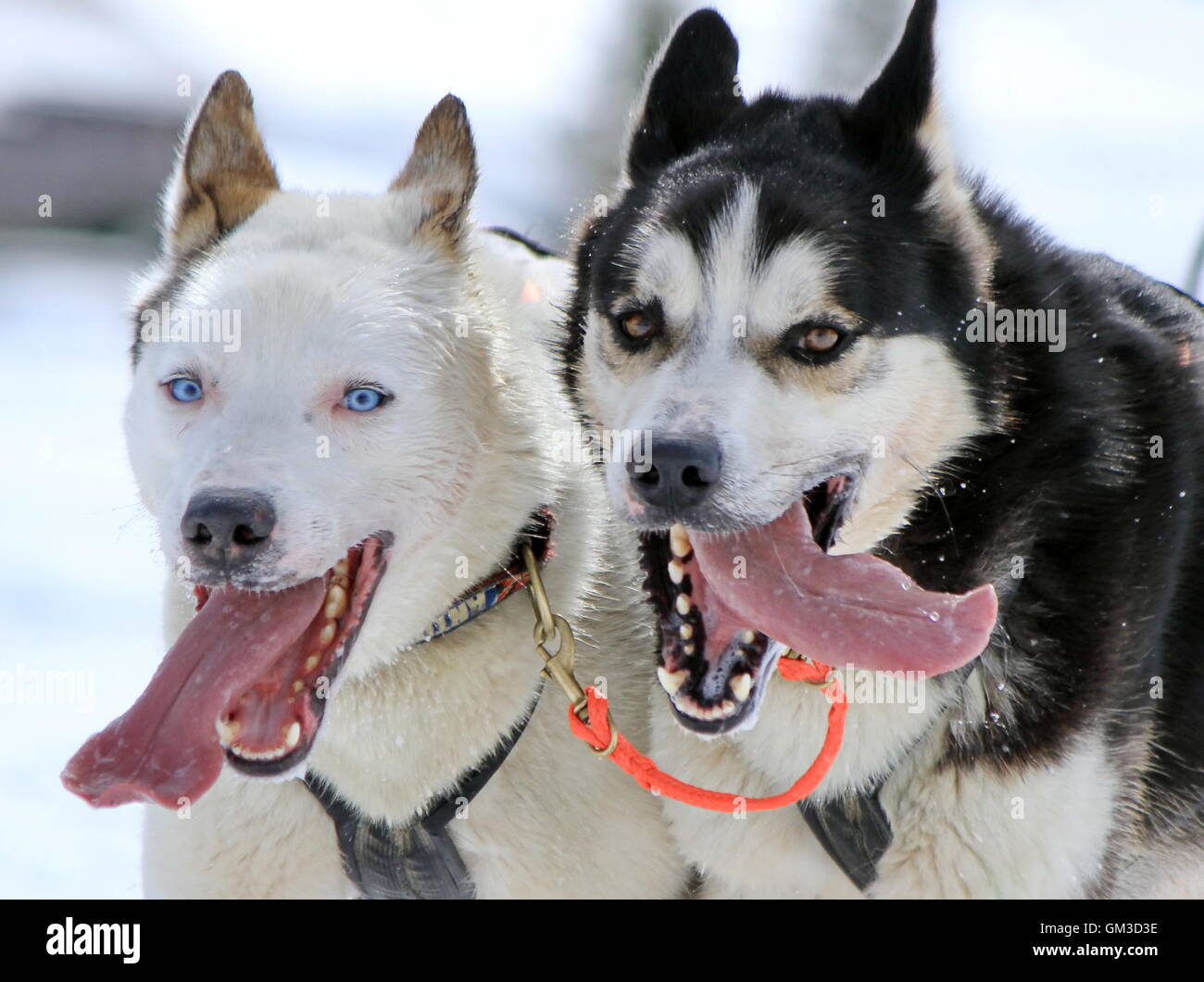 Husky sled dogs at work Stock Photo - Alamy