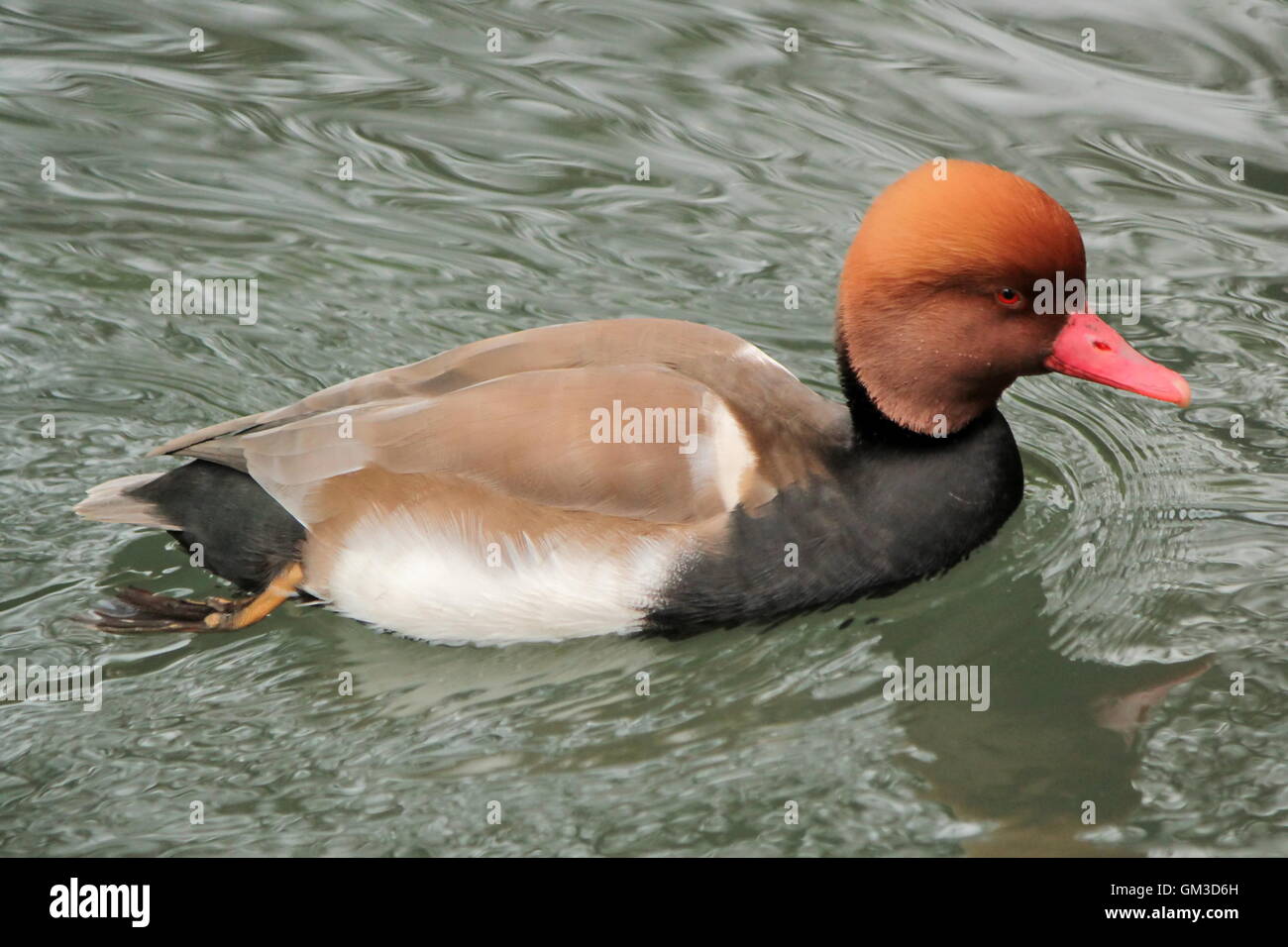 Pochard duck on water Stock Photo - Alamy