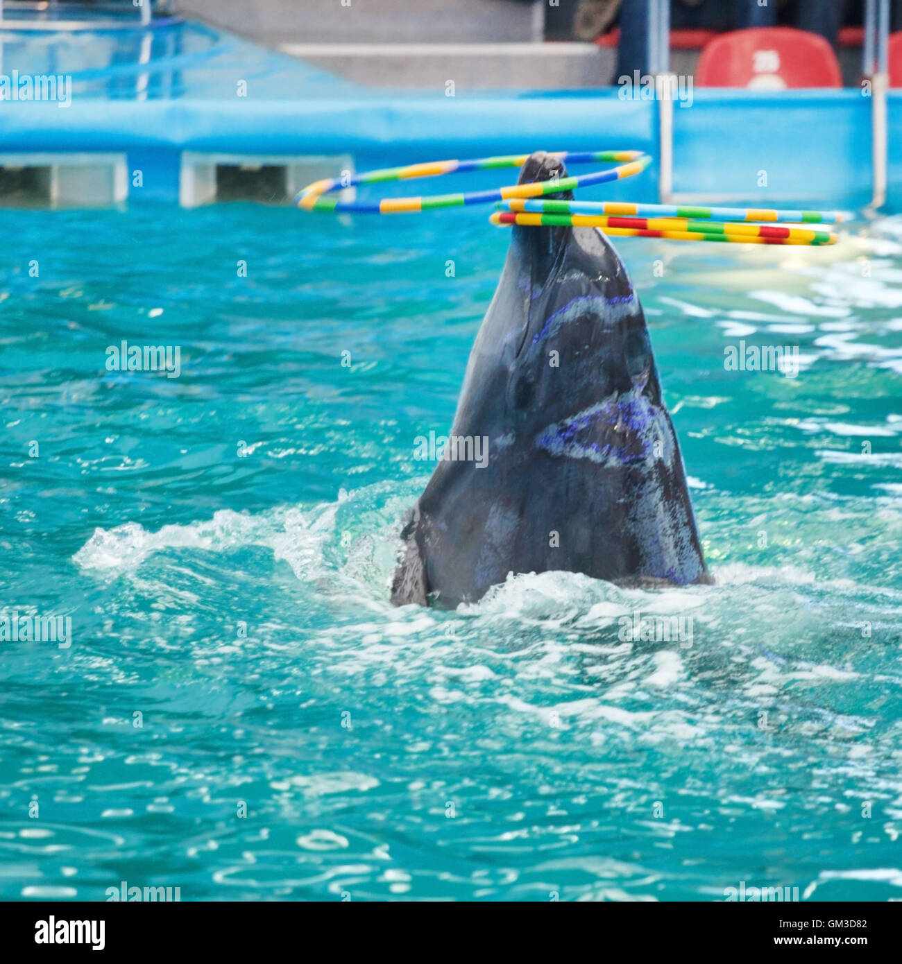 dolphin in the dolphinarium pool Stock Photo - Alamy