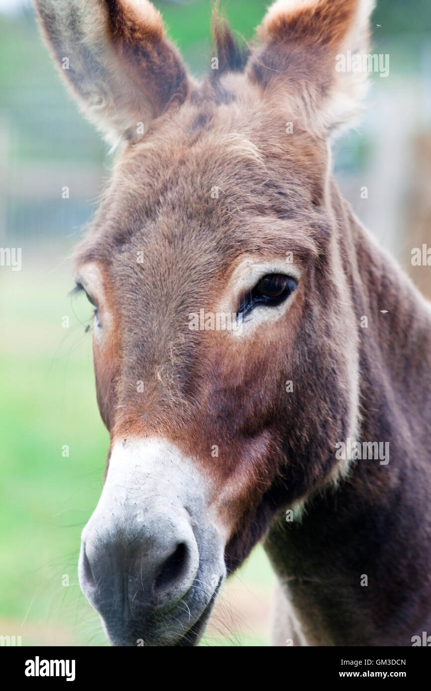 Donkey in a Field Stock Photo - Alamy