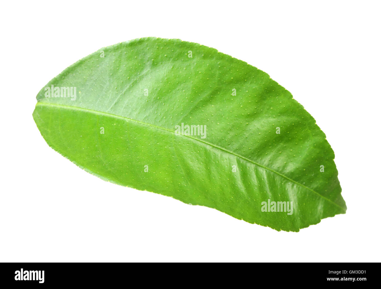 Green leaf of citrus-tree Stock Photo - Alamy