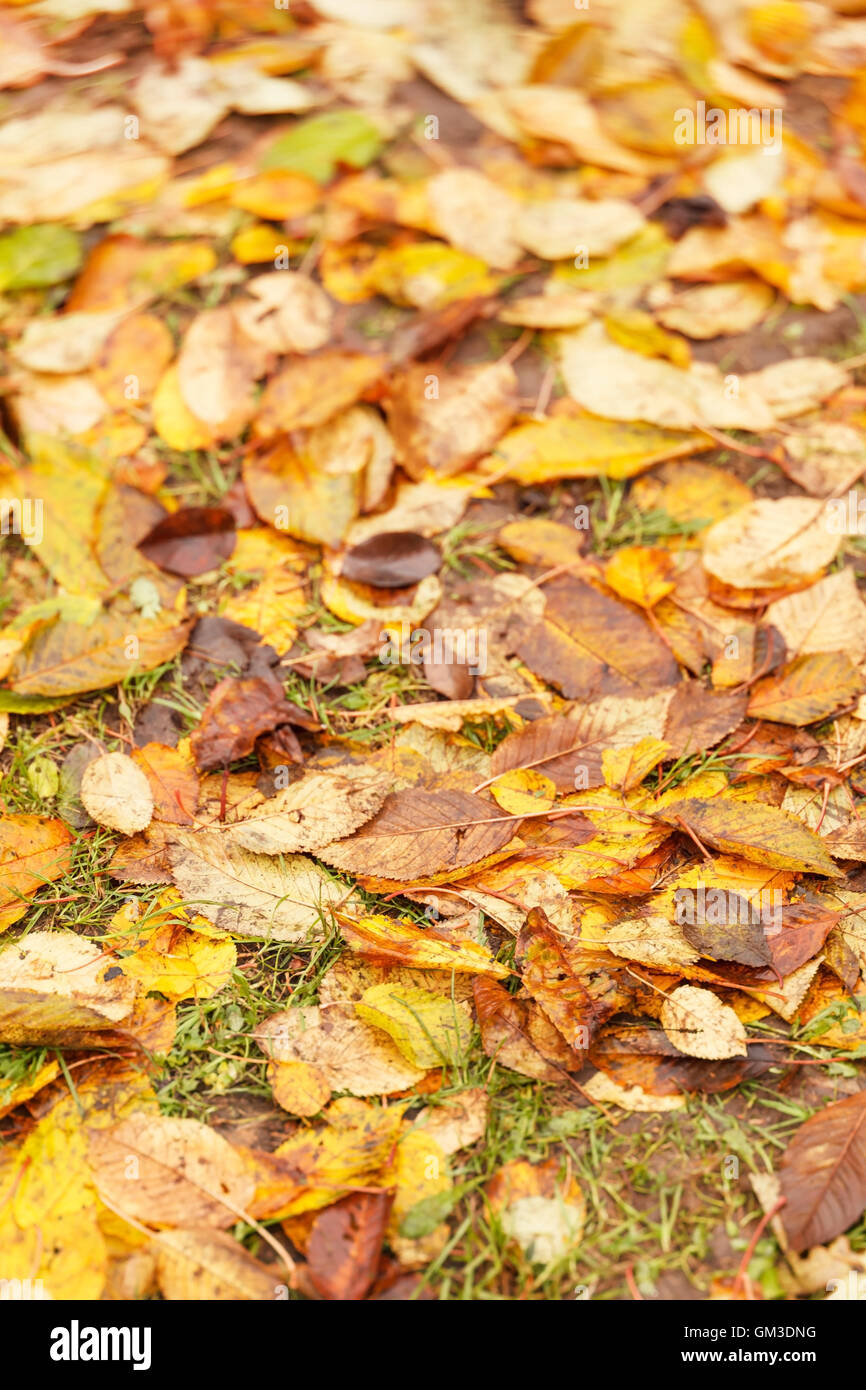 autumn leaves on ground for background Stock Photo - Alamy