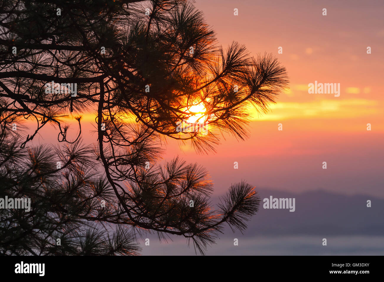 Sunset through branches hi-res stock photography and images - Alamy
