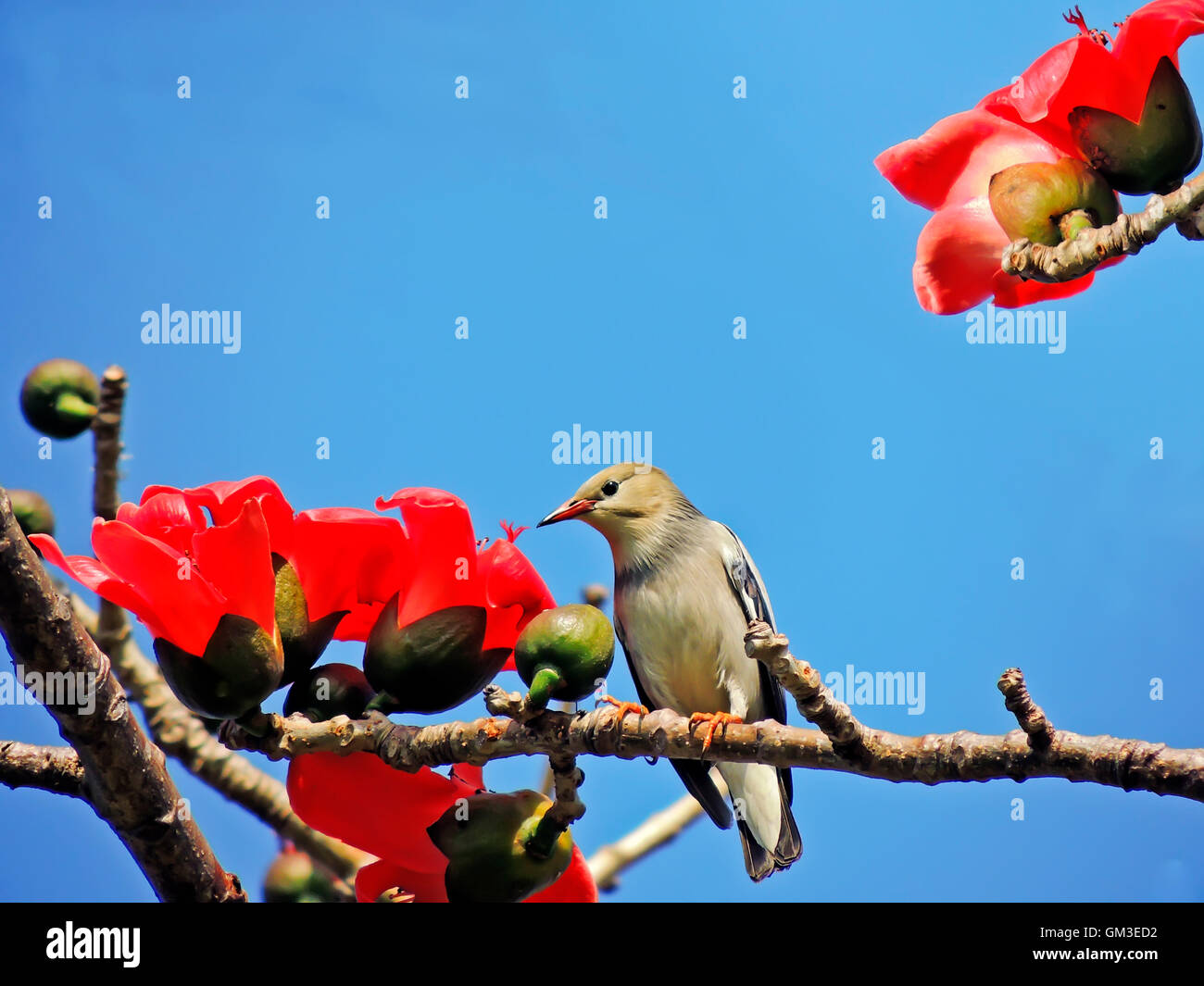 The Kapok and birds Stock Photo - Alamy