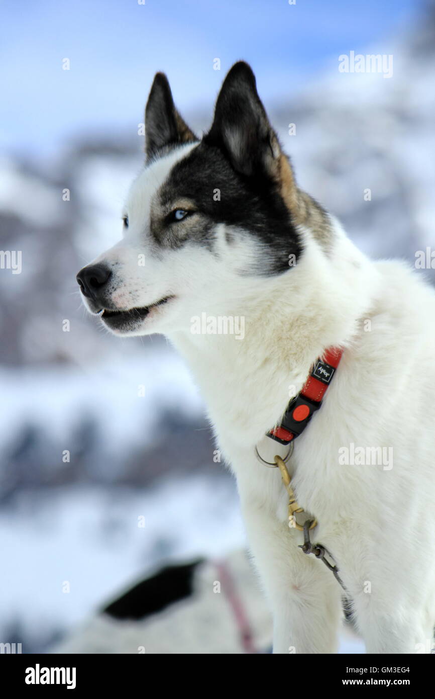 Siberian husky dog portrait Stock Photo - Alamy