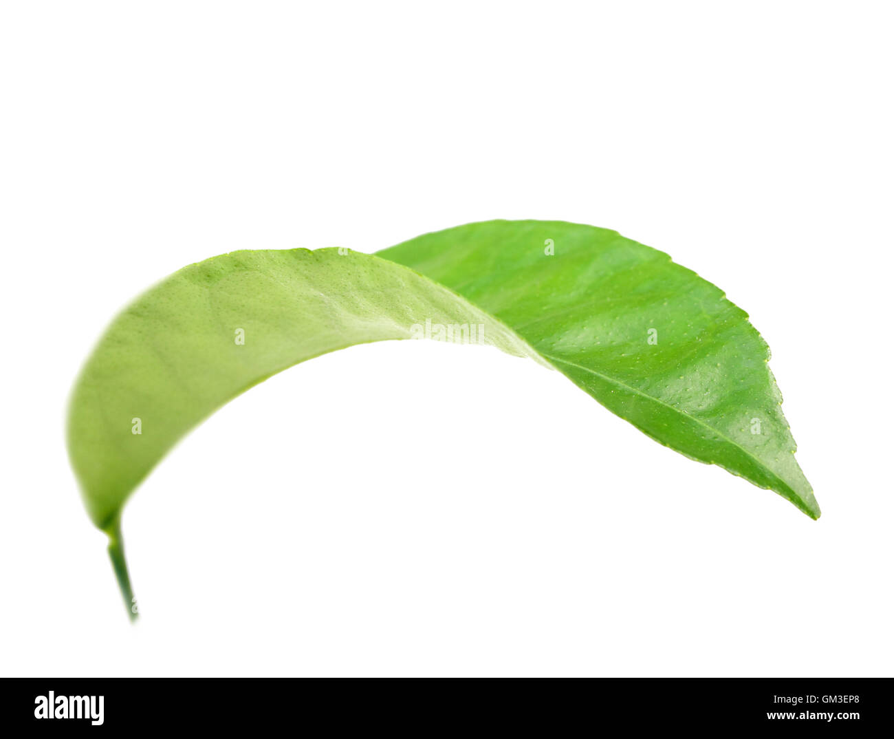 Curving a green leaf Stock Photo - Alamy