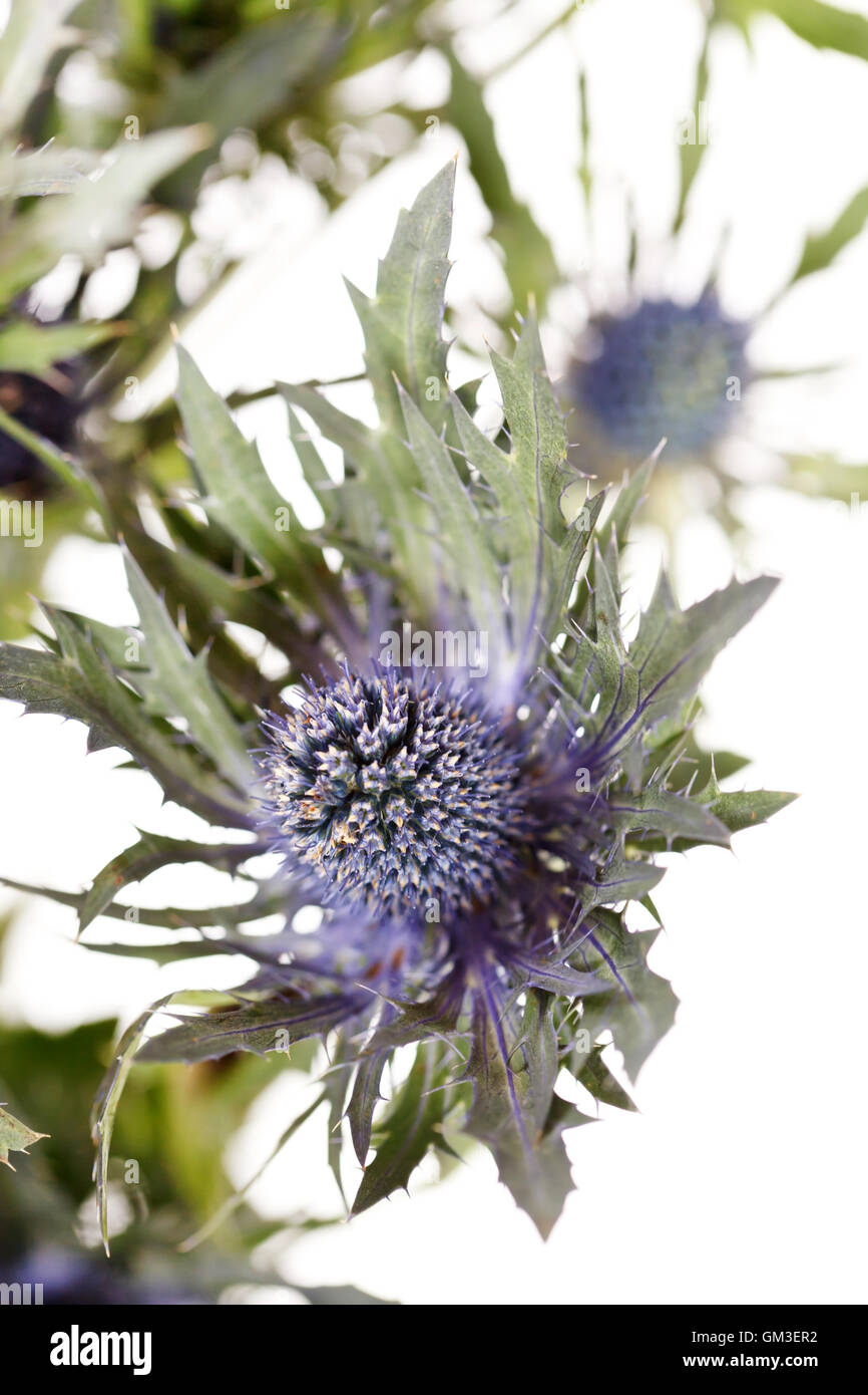 exotic sharp flowers Stock Photo - Alamy